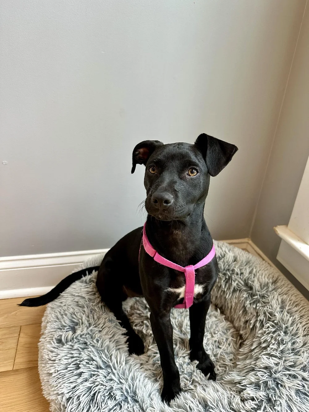 Available Dogs — Nirvana Animal Rescue