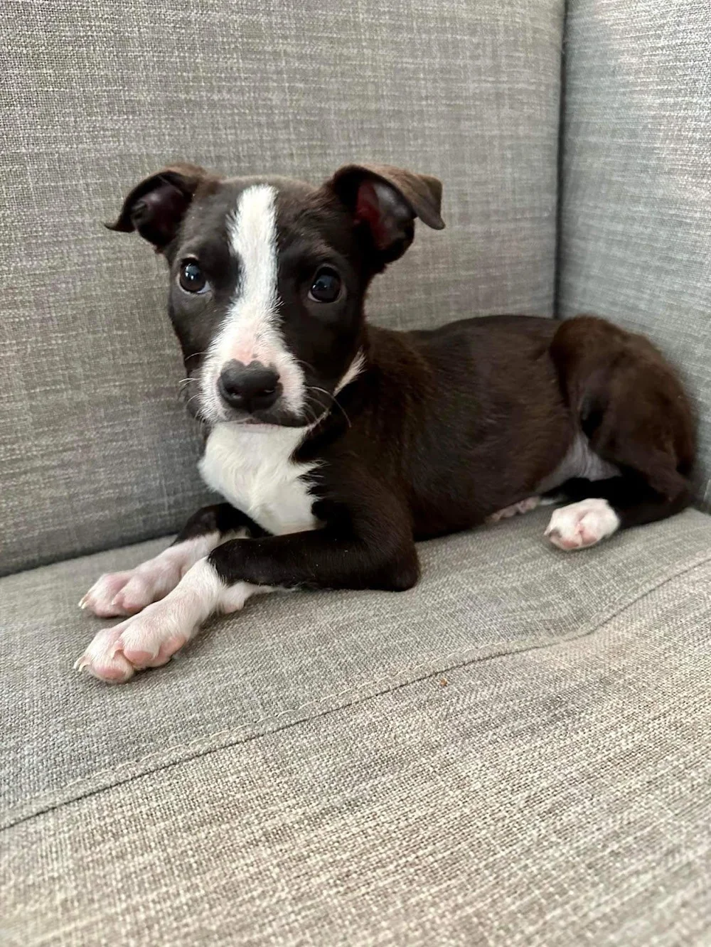 Available Dogs — Nirvana Animal Rescue