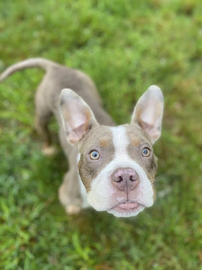 Available Dogs — Nirvana Animal Rescue
