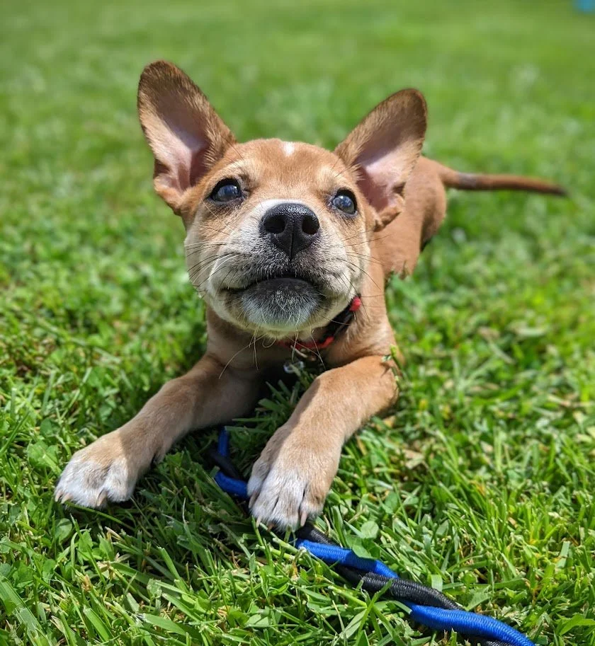 Available Dogs — Nirvana Animal Rescue