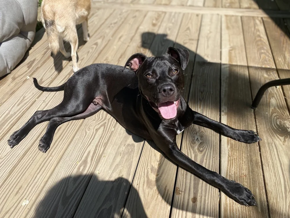 Available Dogs — Nirvana Animal Rescue