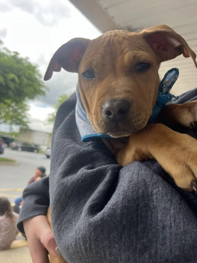 Available Dogs — Nirvana Animal Rescue