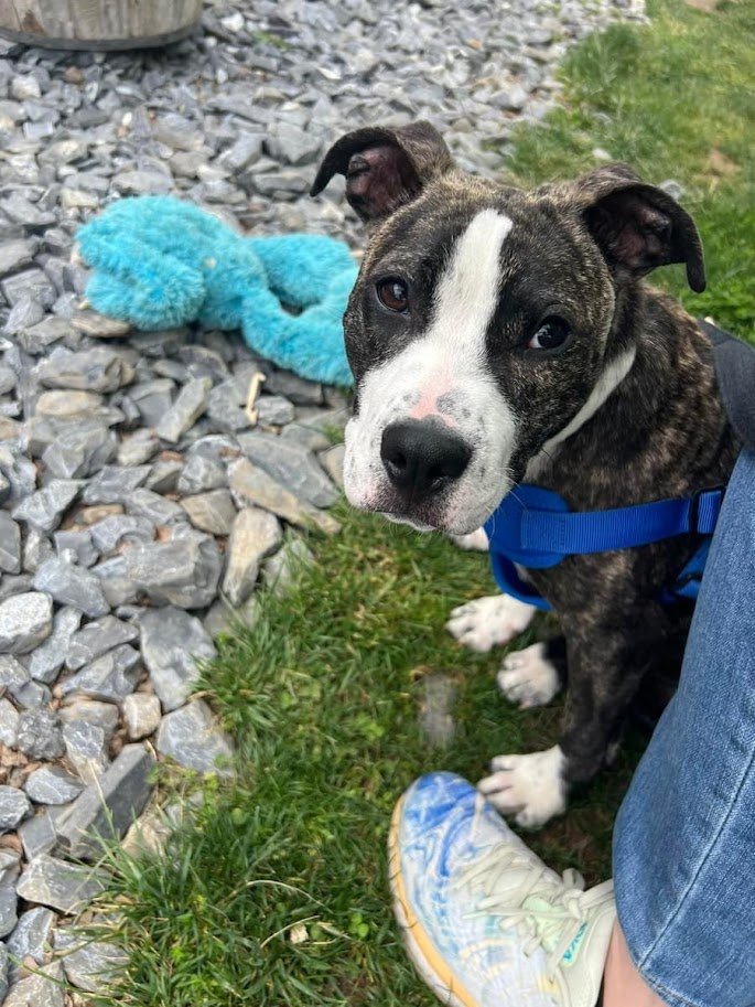 Available Dogs — Nirvana Animal Rescue