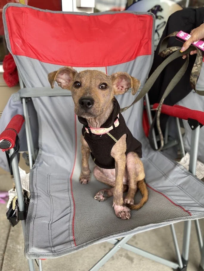 Available Dogs — Nirvana Animal Rescue