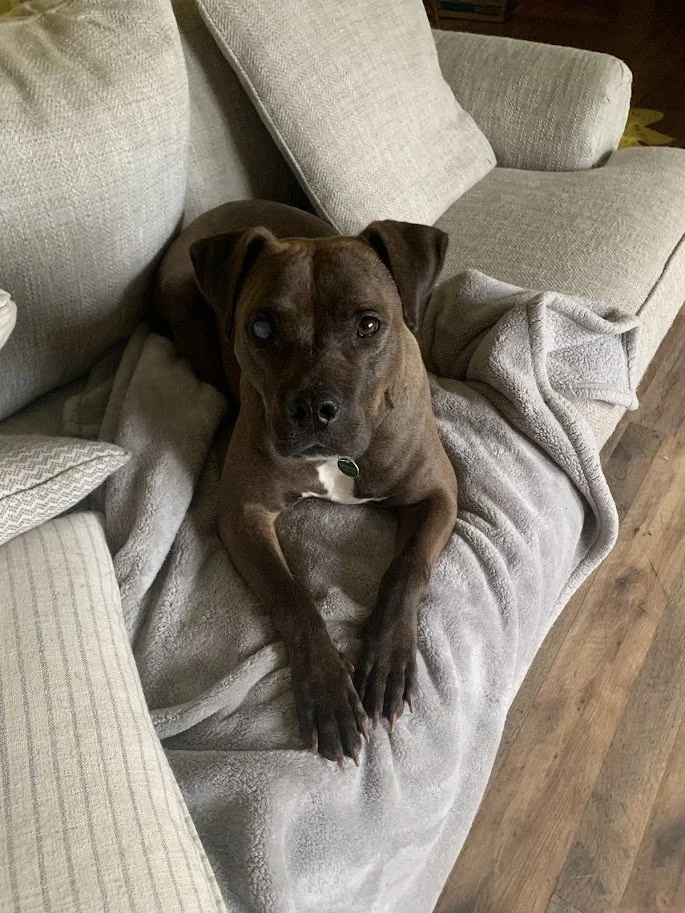 Available Dogs — Nirvana Animal Rescue