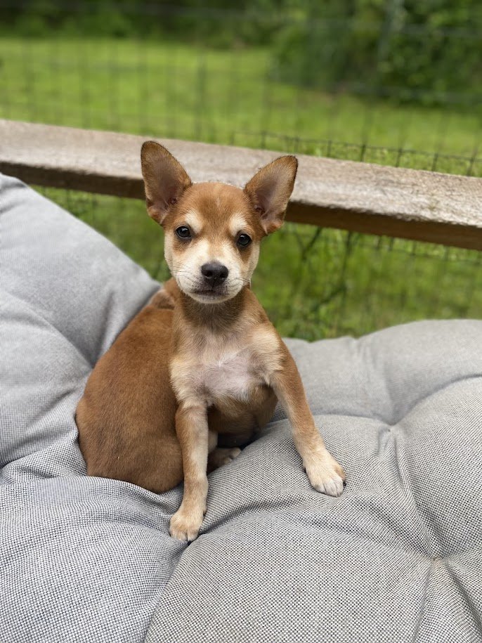 Available Dogs — Nirvana Animal Rescue