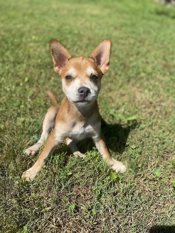 Available Dogs — Nirvana Animal Rescue