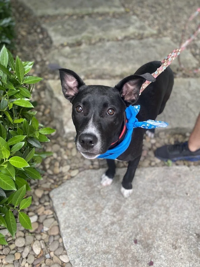 Available Dogs — Nirvana Animal Rescue