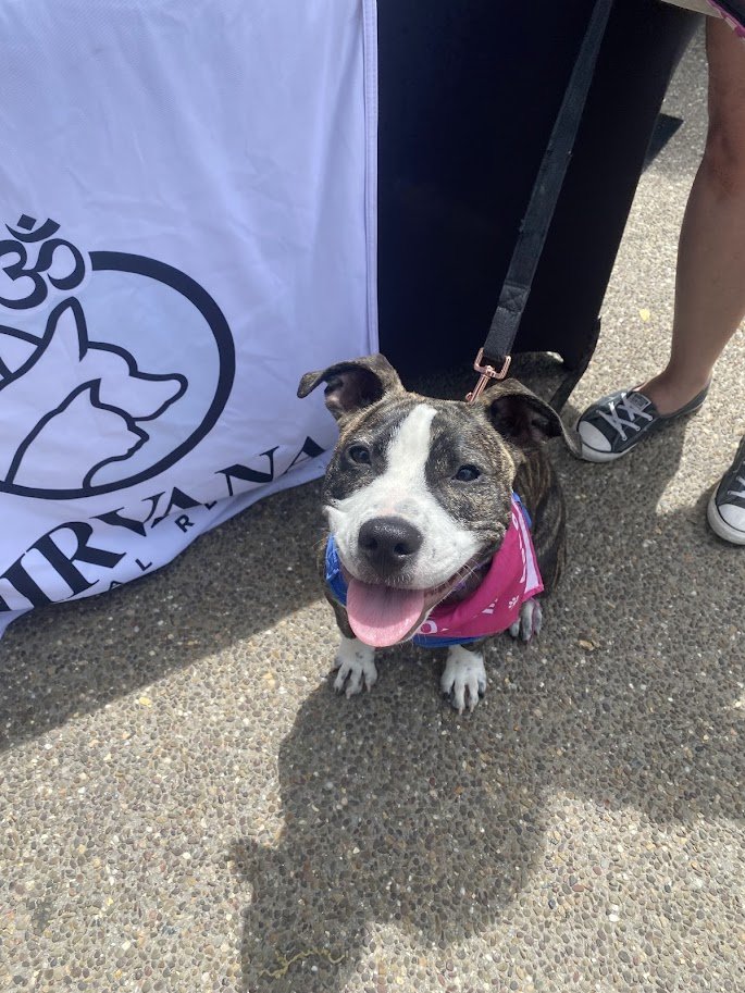 Available Dogs — Nirvana Animal Rescue