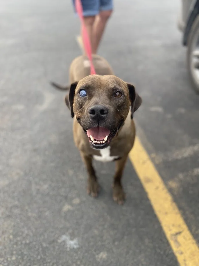 Available Dogs — Nirvana Animal Rescue