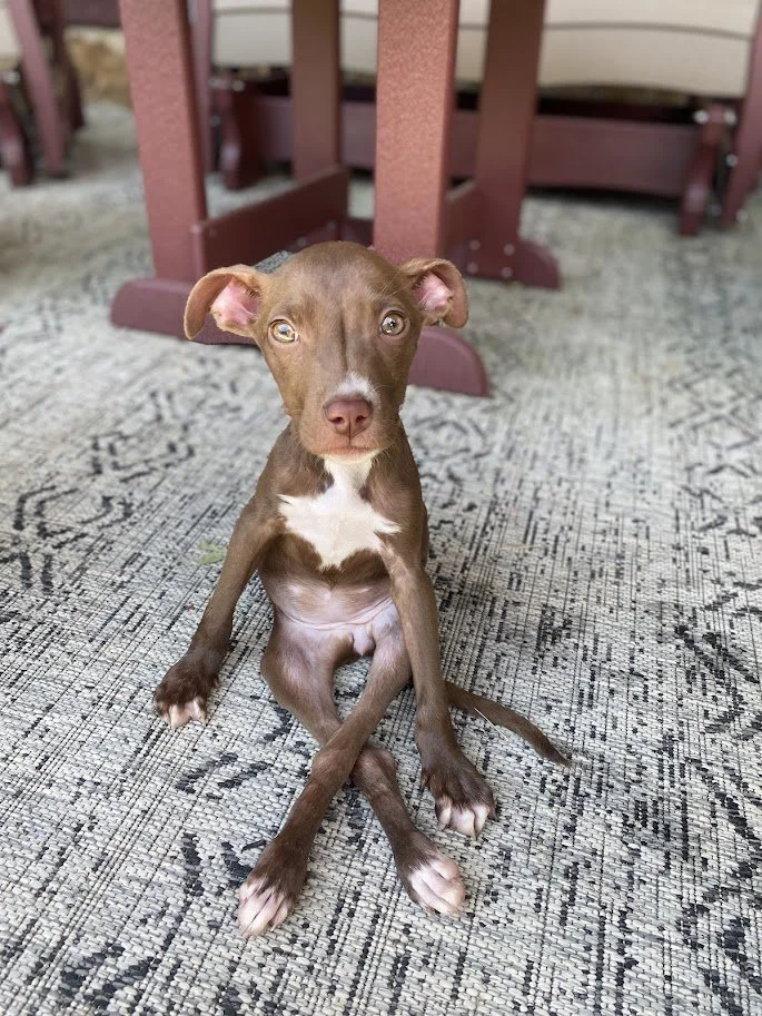 Available Dogs — Nirvana Animal Rescue