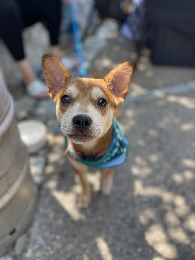 Available Dogs — Nirvana Animal Rescue