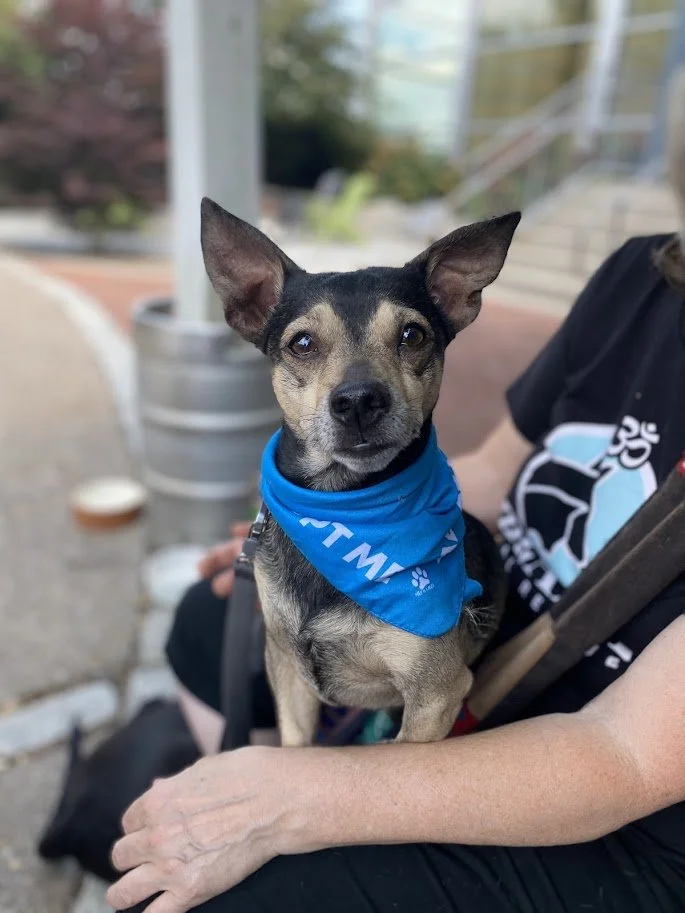 Available Dogs — Nirvana Animal Rescue
