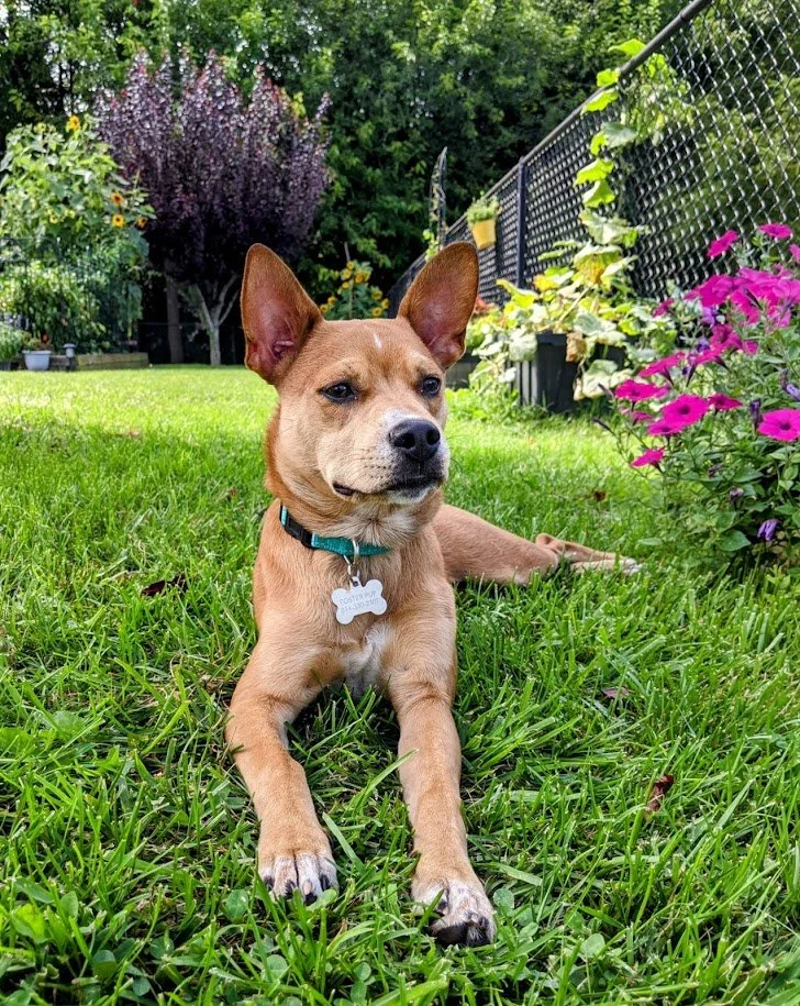 Available Dogs — Nirvana Animal Rescue