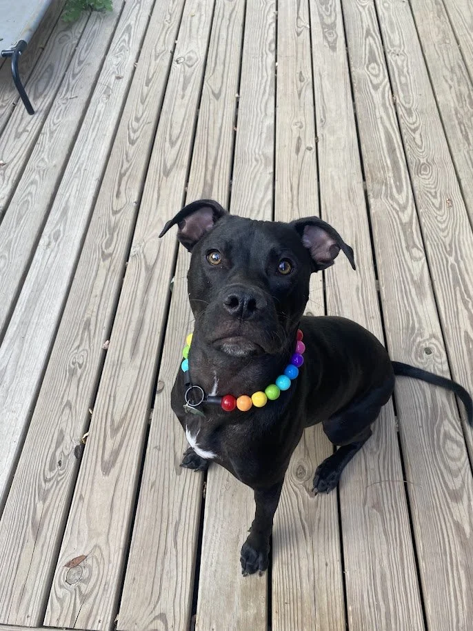 Available Dogs — Nirvana Animal Rescue