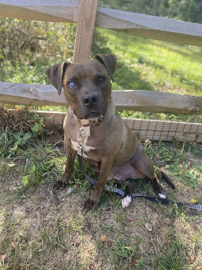 Available Dogs — Nirvana Animal Rescue