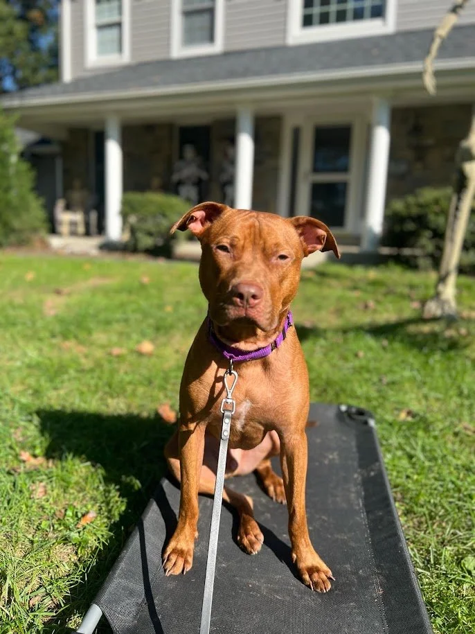 Available Dogs — Nirvana Animal Rescue
