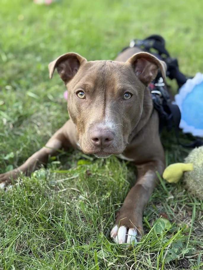 Available Dogs — Nirvana Animal Rescue