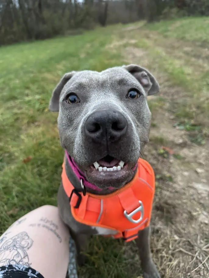 Available Dogs — Nirvana Animal Rescue