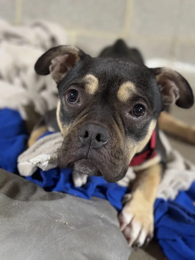 Available Dogs — Nirvana Animal Rescue