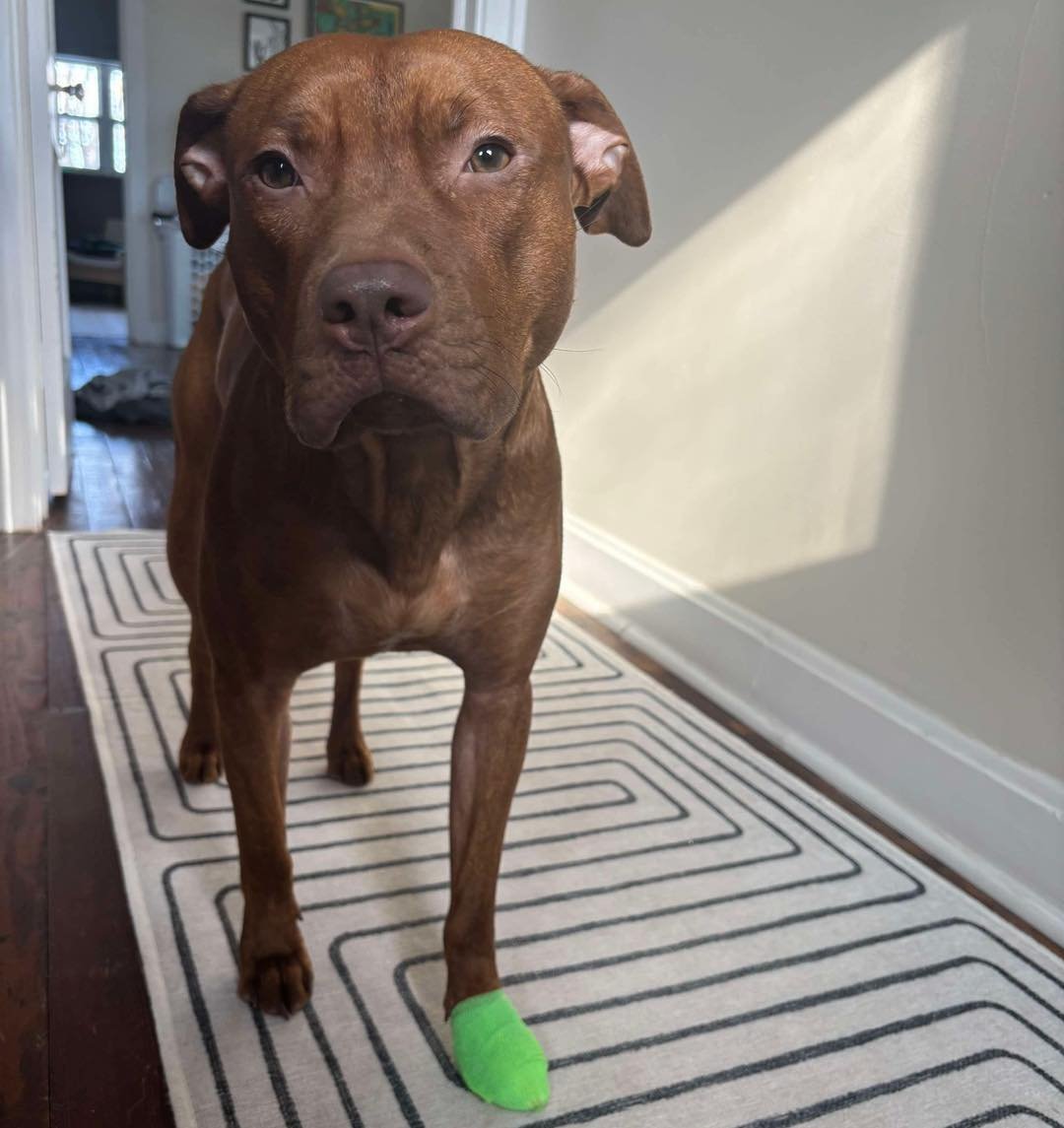 Available Dogs — Nirvana Animal Rescue