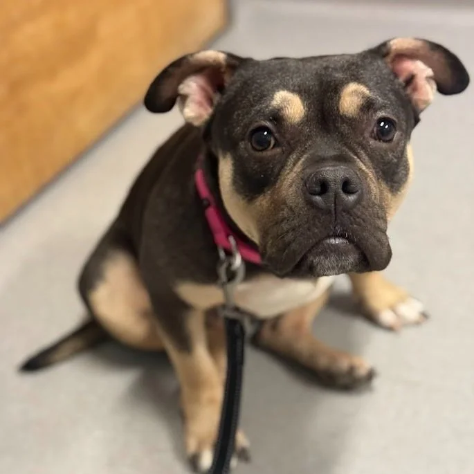 Available Dogs — Nirvana Animal Rescue