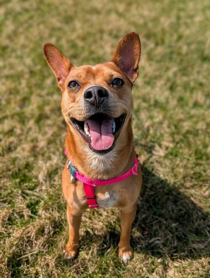 Available Dogs — Nirvana Animal Rescue