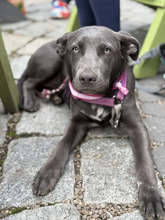 Available Dogs — Nirvana Animal Rescue