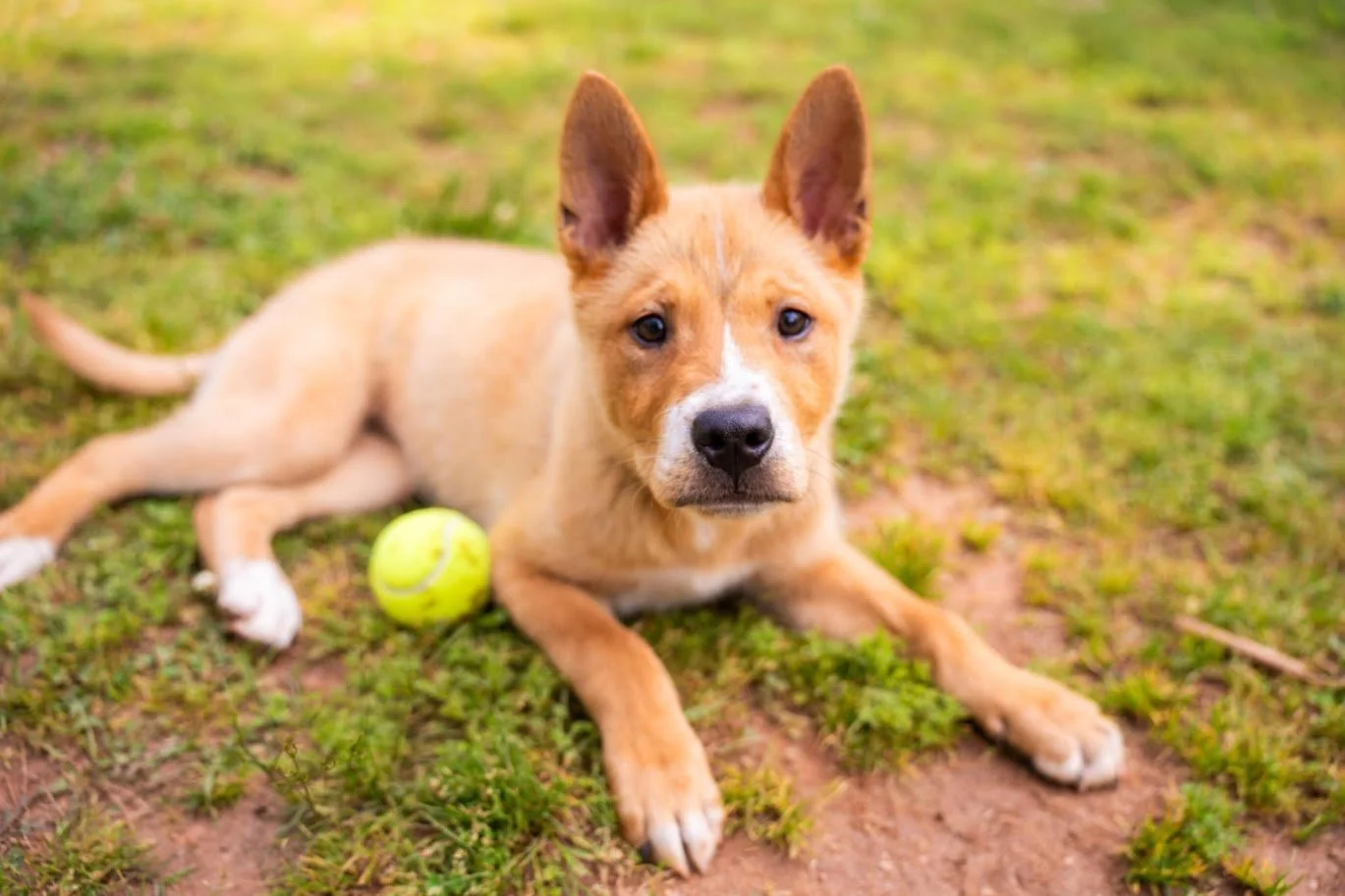 Available Dogs — Nirvana Animal Rescue
