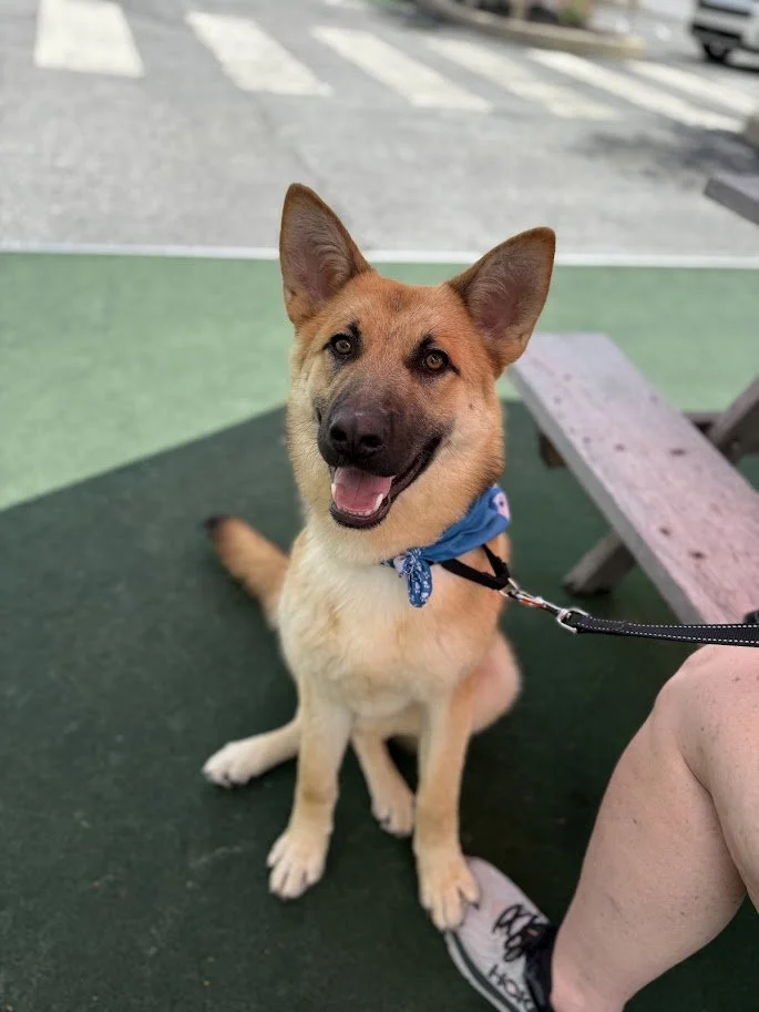 Available Dogs — Nirvana Animal Rescue