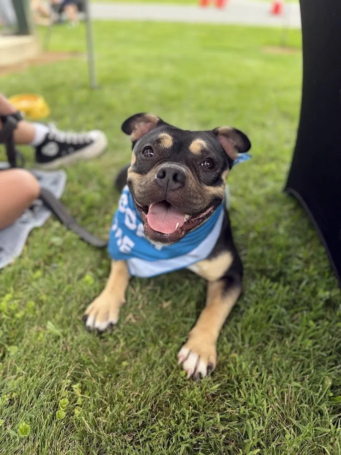 Available Dogs — Nirvana Animal Rescue