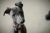 Nirvana Animal Rescue