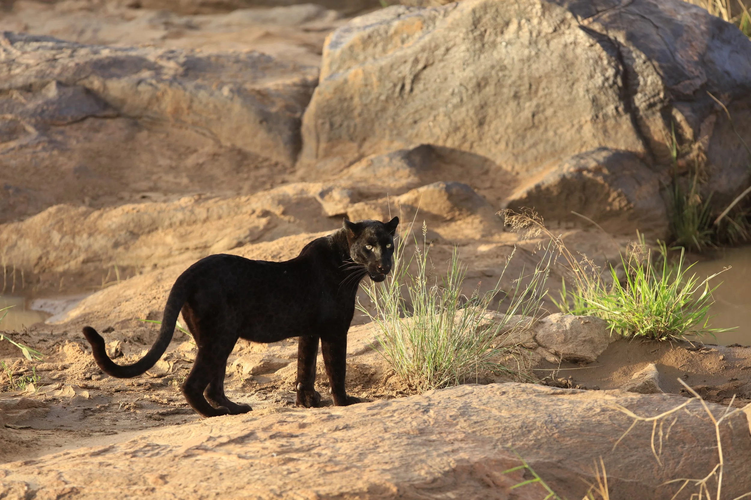 Black Leopard — Lakipia Wilderness