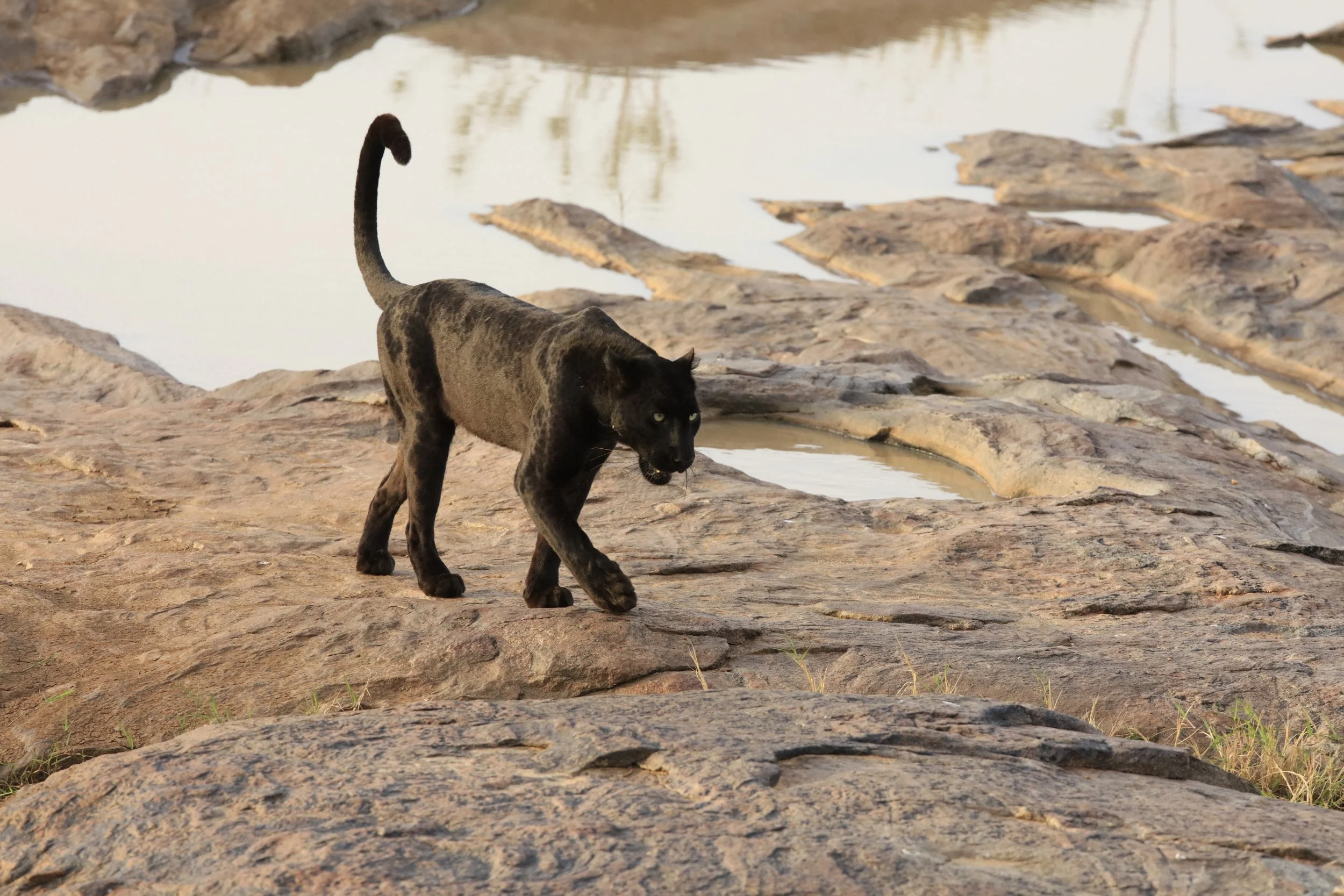 Black Leopard — Lakipia Wilderness