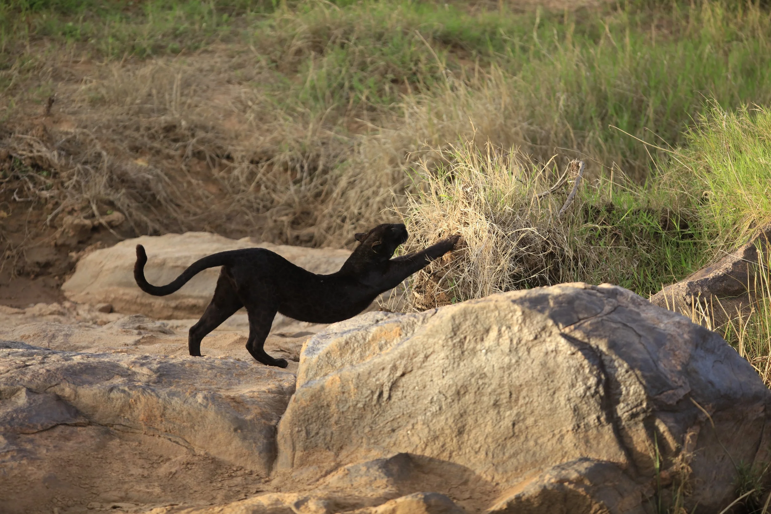 Black Leopard — Lakipia Wilderness