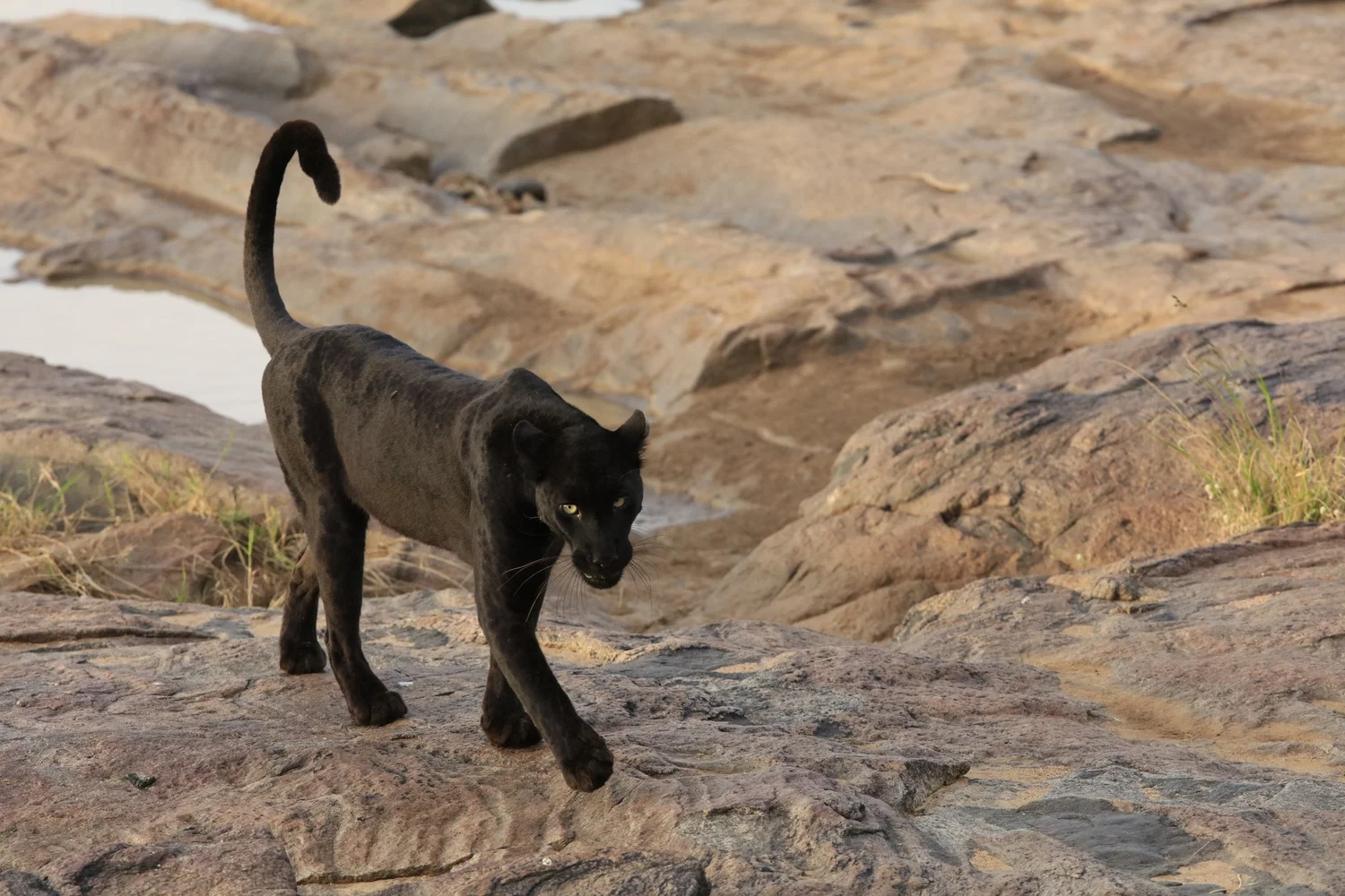 Black Leopard — Lakipia Wilderness