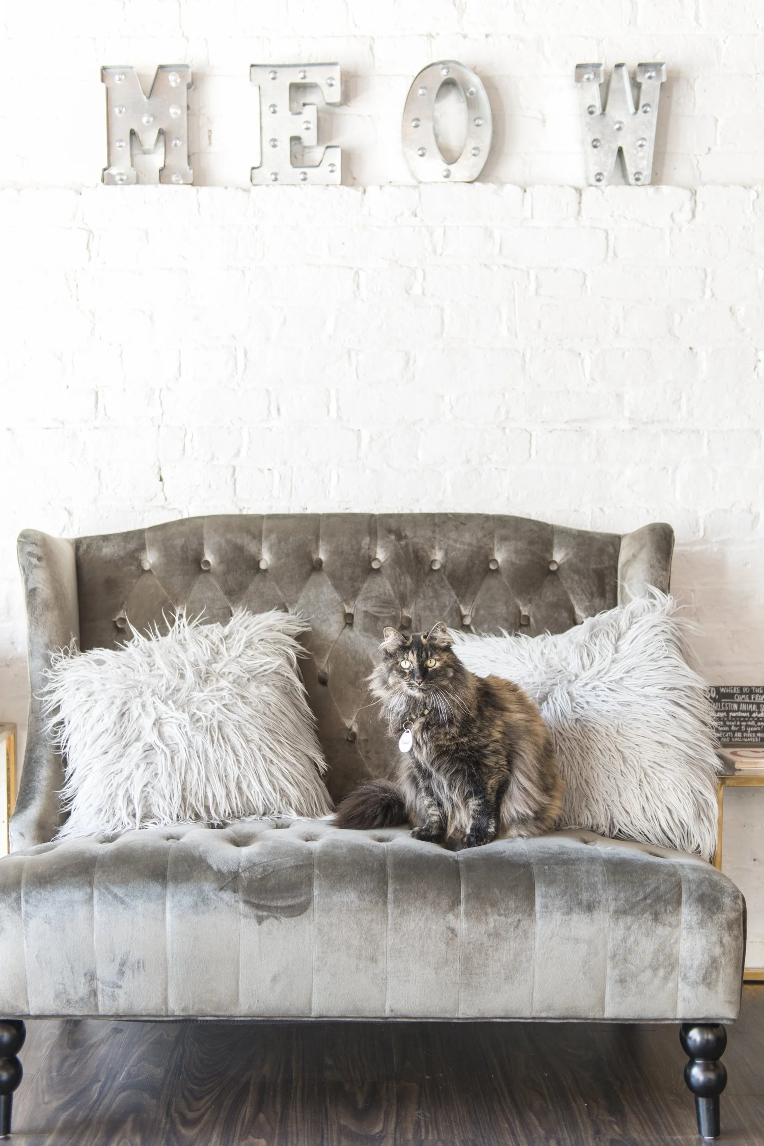 Visit — Pounce Cat Cafe