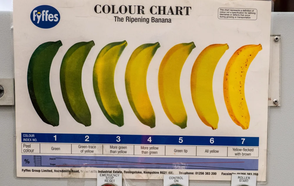 FOOD PARTNER SPECIAL: The science secrets behind the humble banana with ...