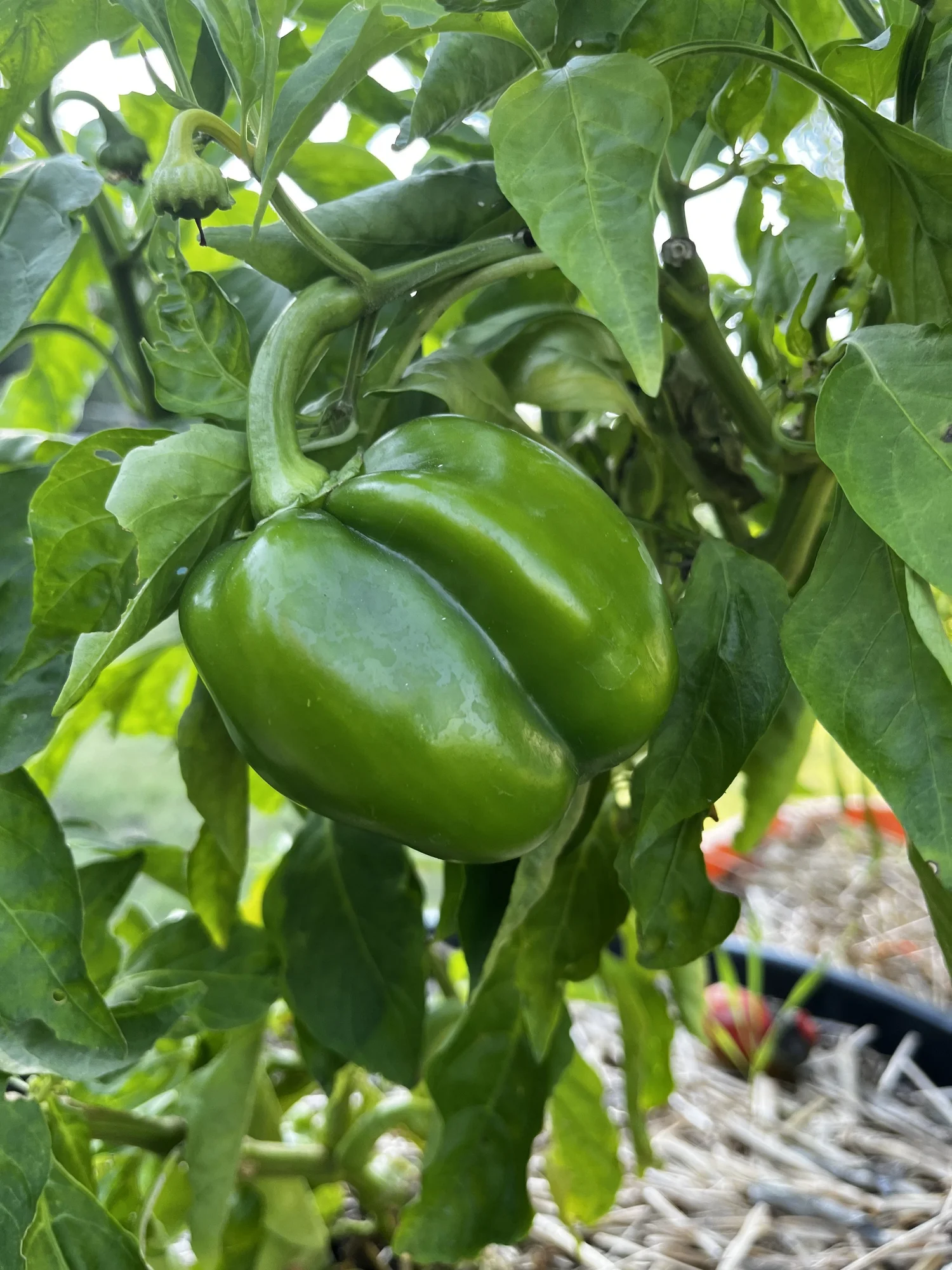 The Giving Garden at Jacob's Reward Farm