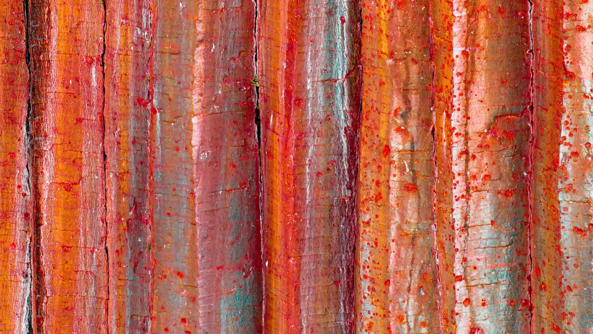 Rachel Suzanne Tien Wood