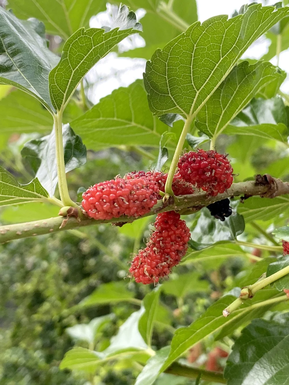 Mulberry Tree Fruit