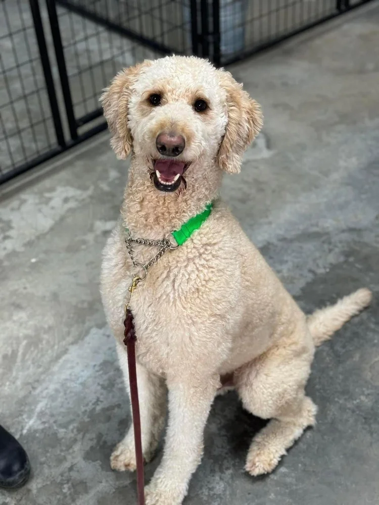 WillowCreek Kennel LLC