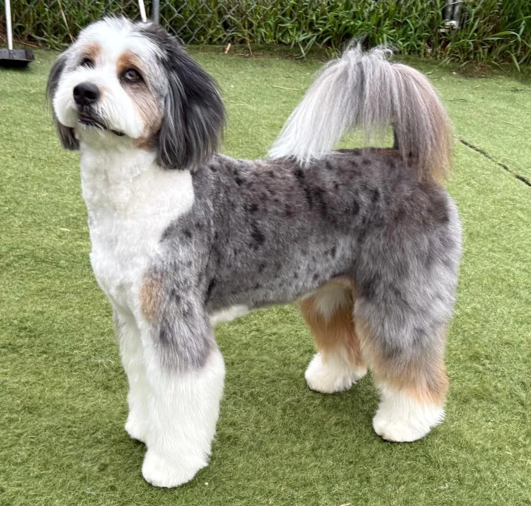 WillowCreek Kennel LLC