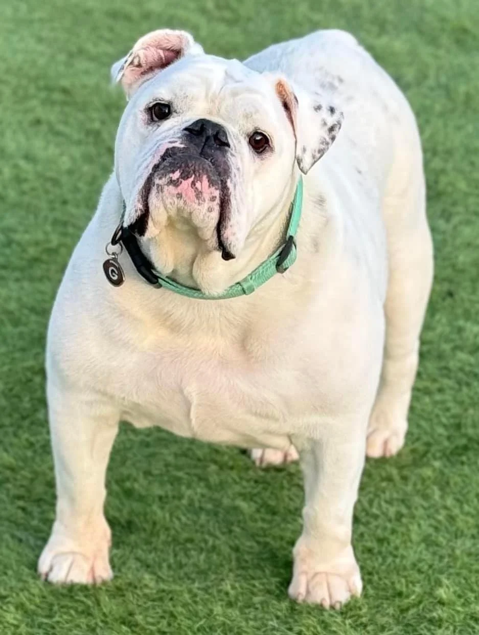 WillowCreek Kennel LLC