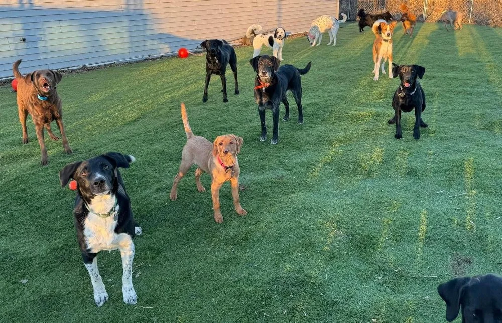 WillowCreek Kennel LLC