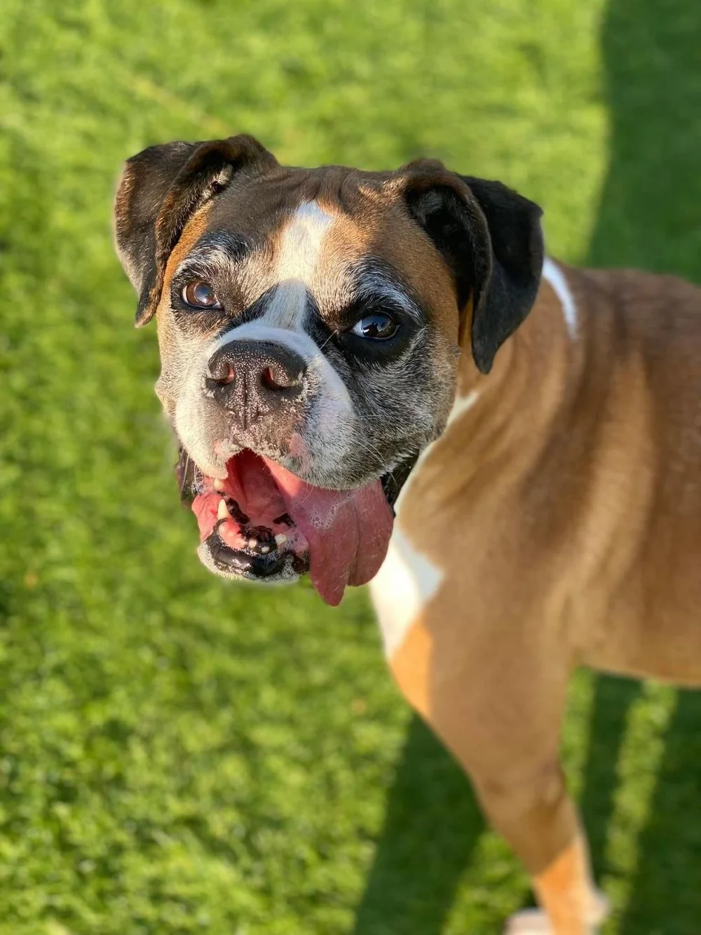WillowCreek Kennel LLC