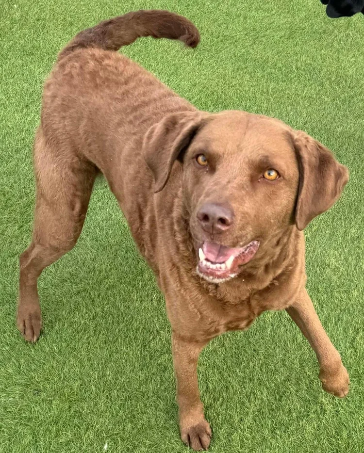 WillowCreek Kennel LLC