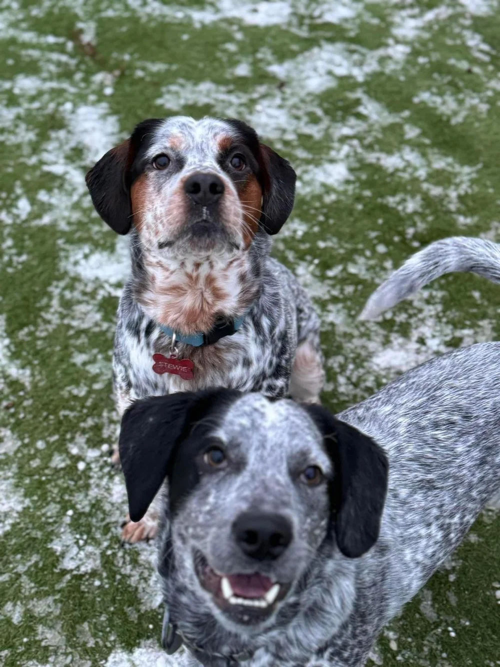 WillowCreek Kennel LLC