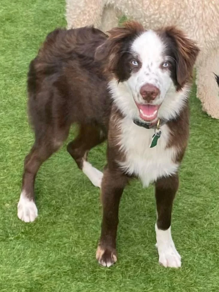 WillowCreek Kennel LLC