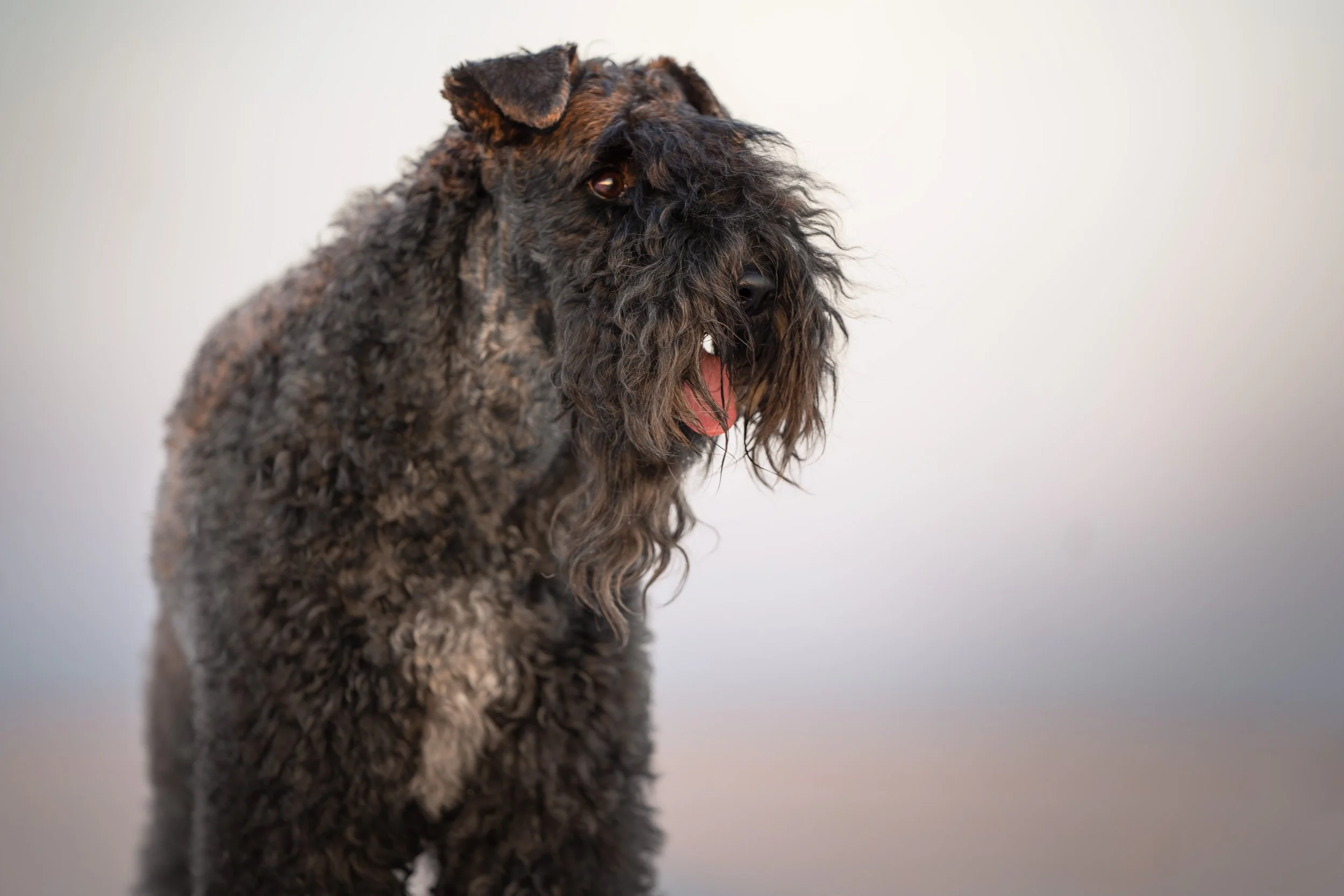 Current Litter — MMKB